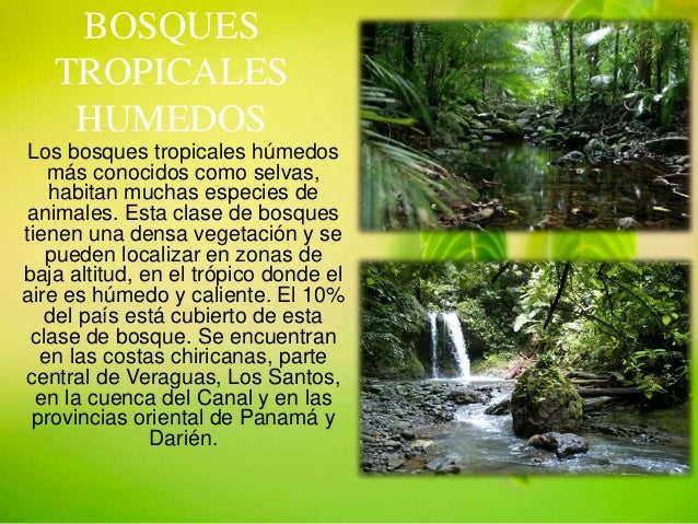 Tipos De Bosques Y Vegetacion De Panama Biota Panama | Toda La