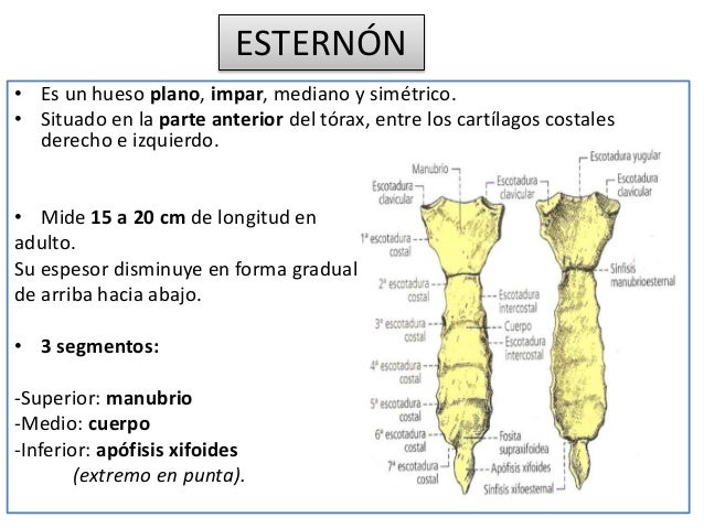Esternon