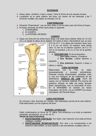 Esternon Docx