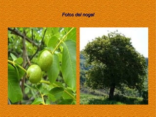 EL NOGAL | ODP