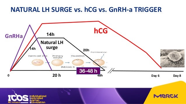 Luteal Phase Support: Key Variables to Achieve Success in ART