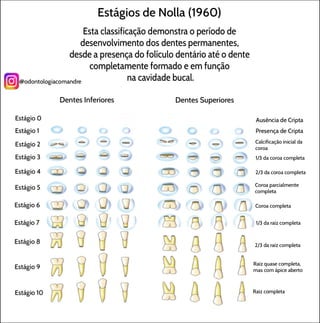 Estágios de Nolla (1960) - Resumo - Concurso Odontologia.pdf