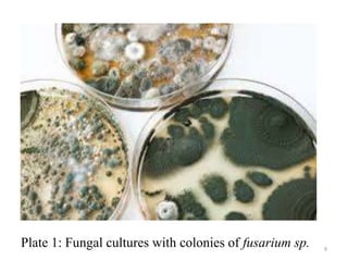 Trichothecene as a bioweapon | PPTX | Infectious Diseases | Diseases ...