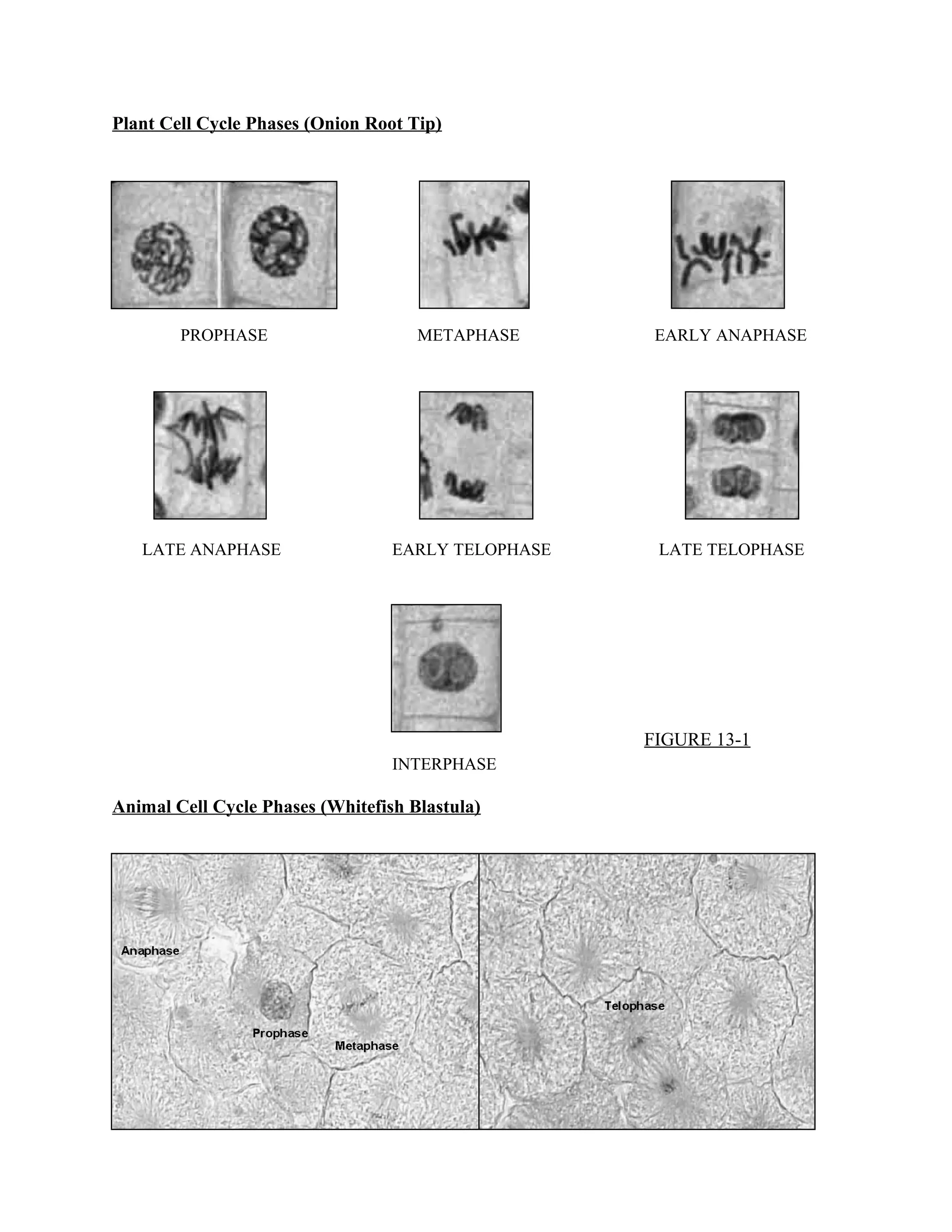 Estimating the-time-needed-for-mitosis | DOC