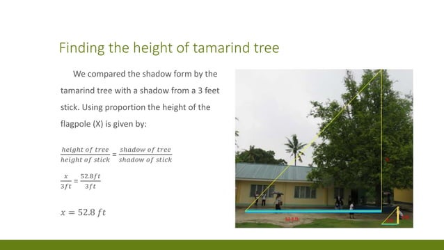 Measuring Tall Objects Using Clinometer Shadow And Mirror Method Pptx