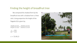 Measuring tall objects using clinometer, shadow, and mirror method | PPTX