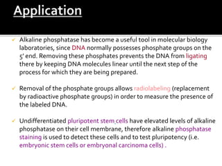 Estimation of alkaline phosphate | PPTX
