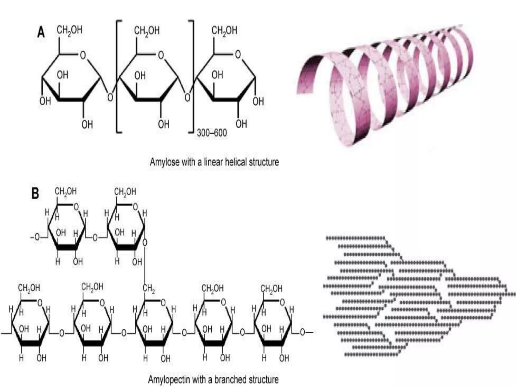 Estimation of amylose | PPTX