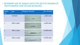 Estimation of animal's age | PPTX