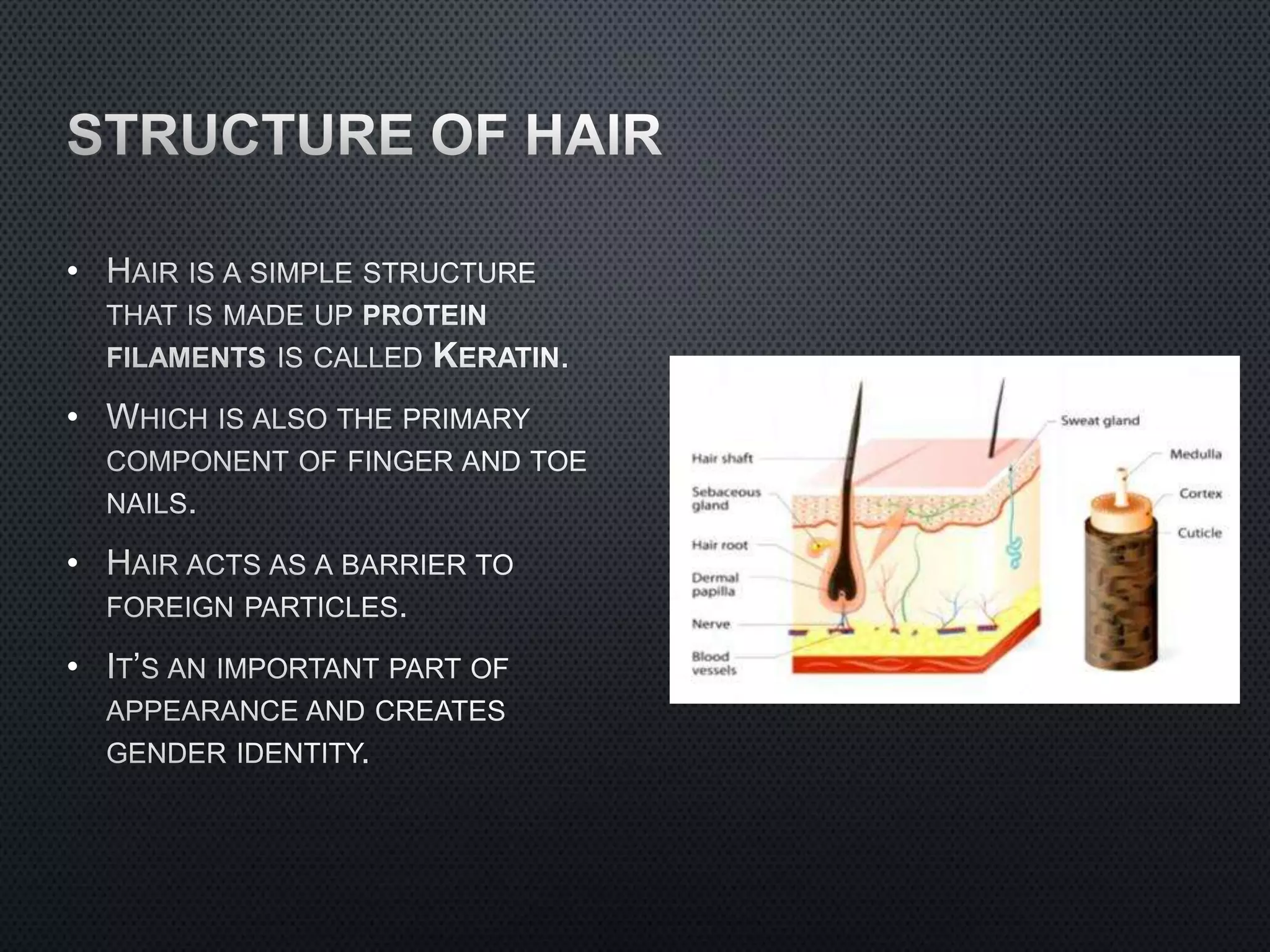 Estimation of hair index from human hair | PPT