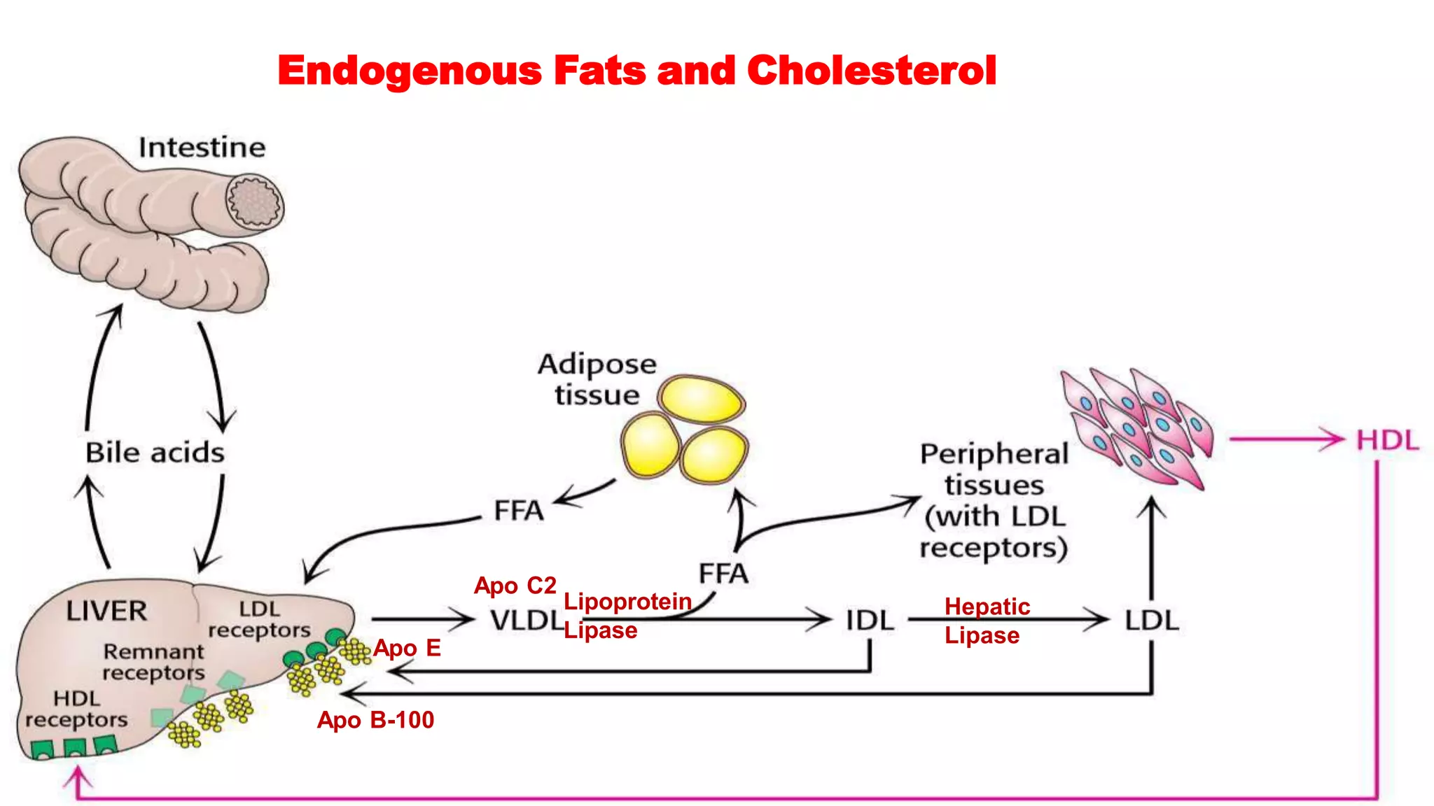 Estimation of serum cholesterol | PPTX