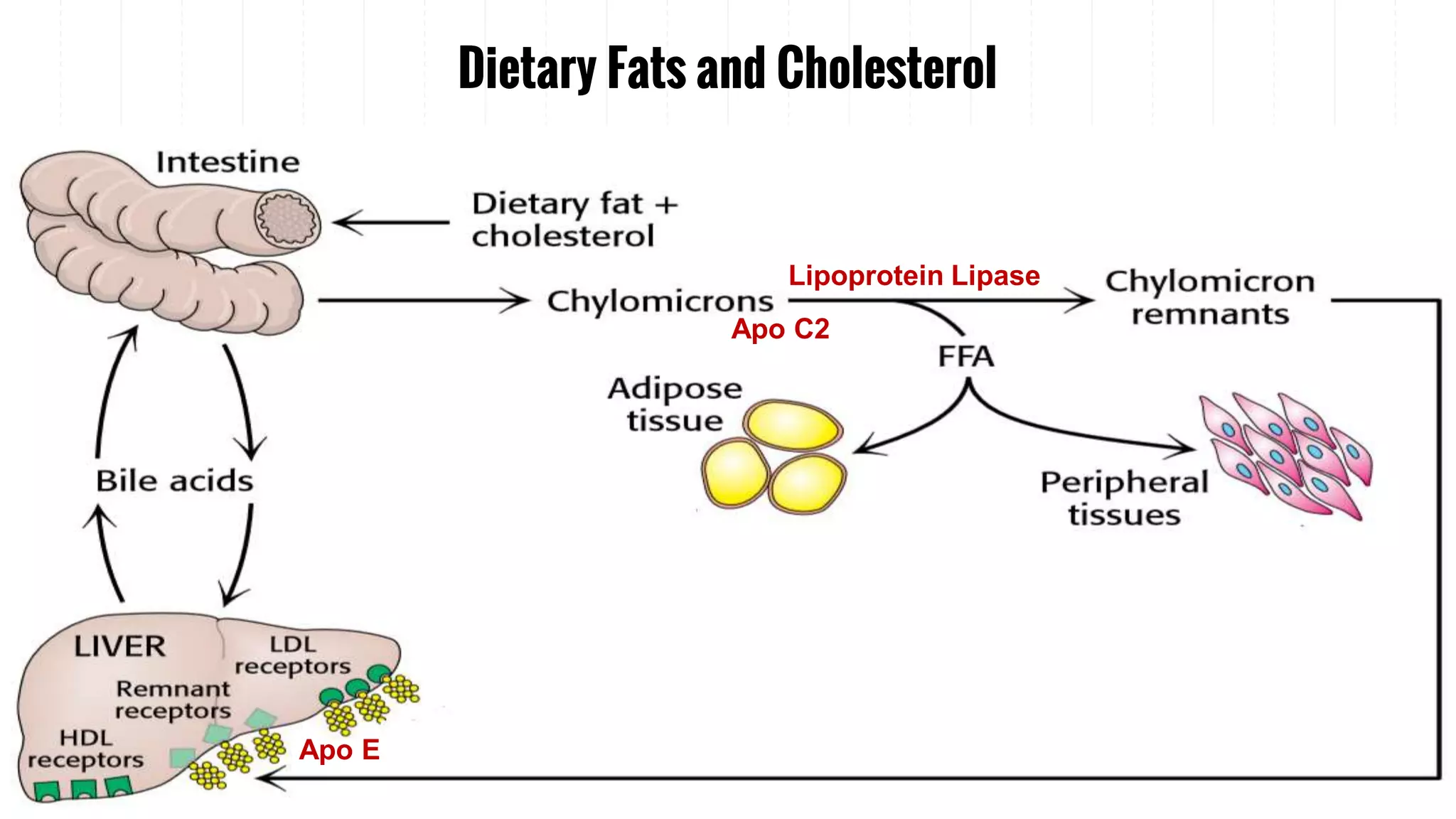 Estimation of Serum Cholesterol and HDL | PPTX