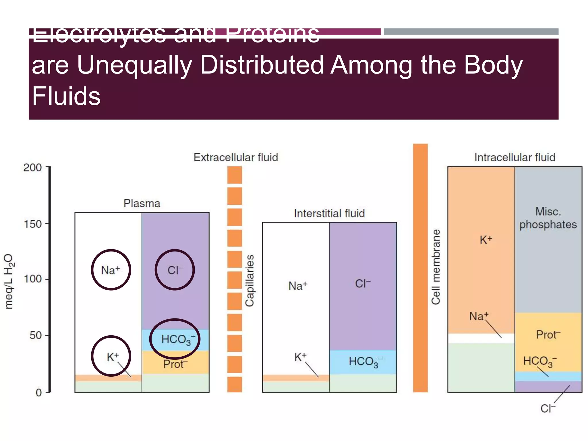 Serum Electrolytes | PPTX