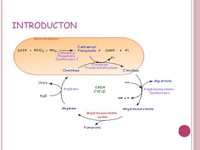 Estimation of serum urea