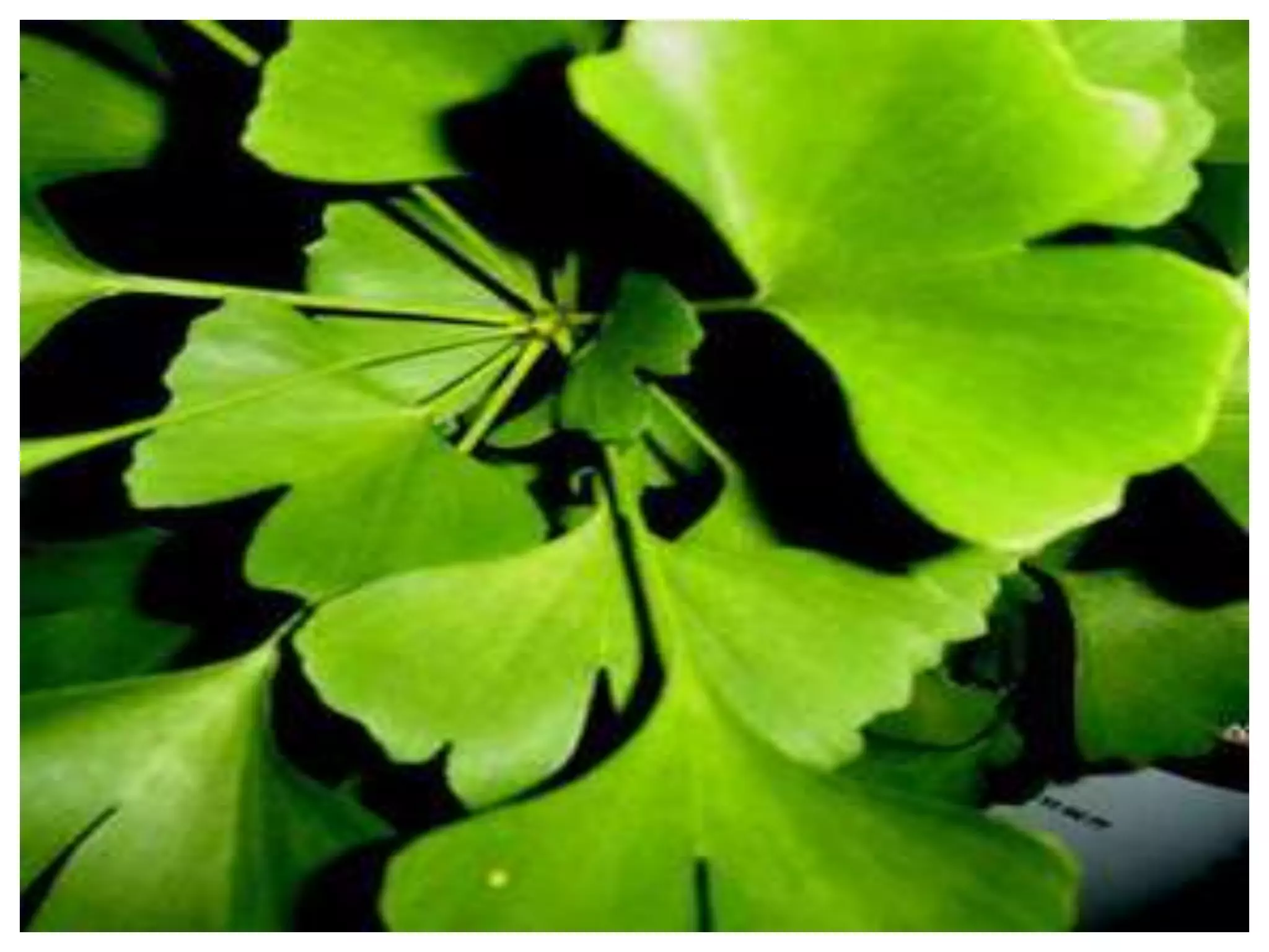 Estimation of total phenols | PPTX