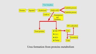 Estimation of blood urea nitrogen/urea.pptx