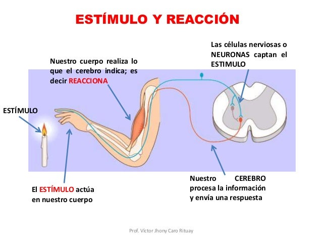 Estimulo y reaccion