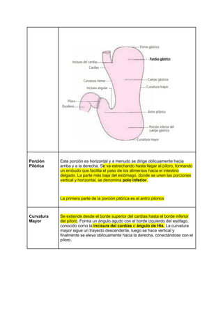 ANATOMIA DEL ESTÓMAGO, RESUMEN- LATARJET | DOCX