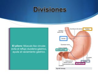Estómago-y-Duodeno.pptx