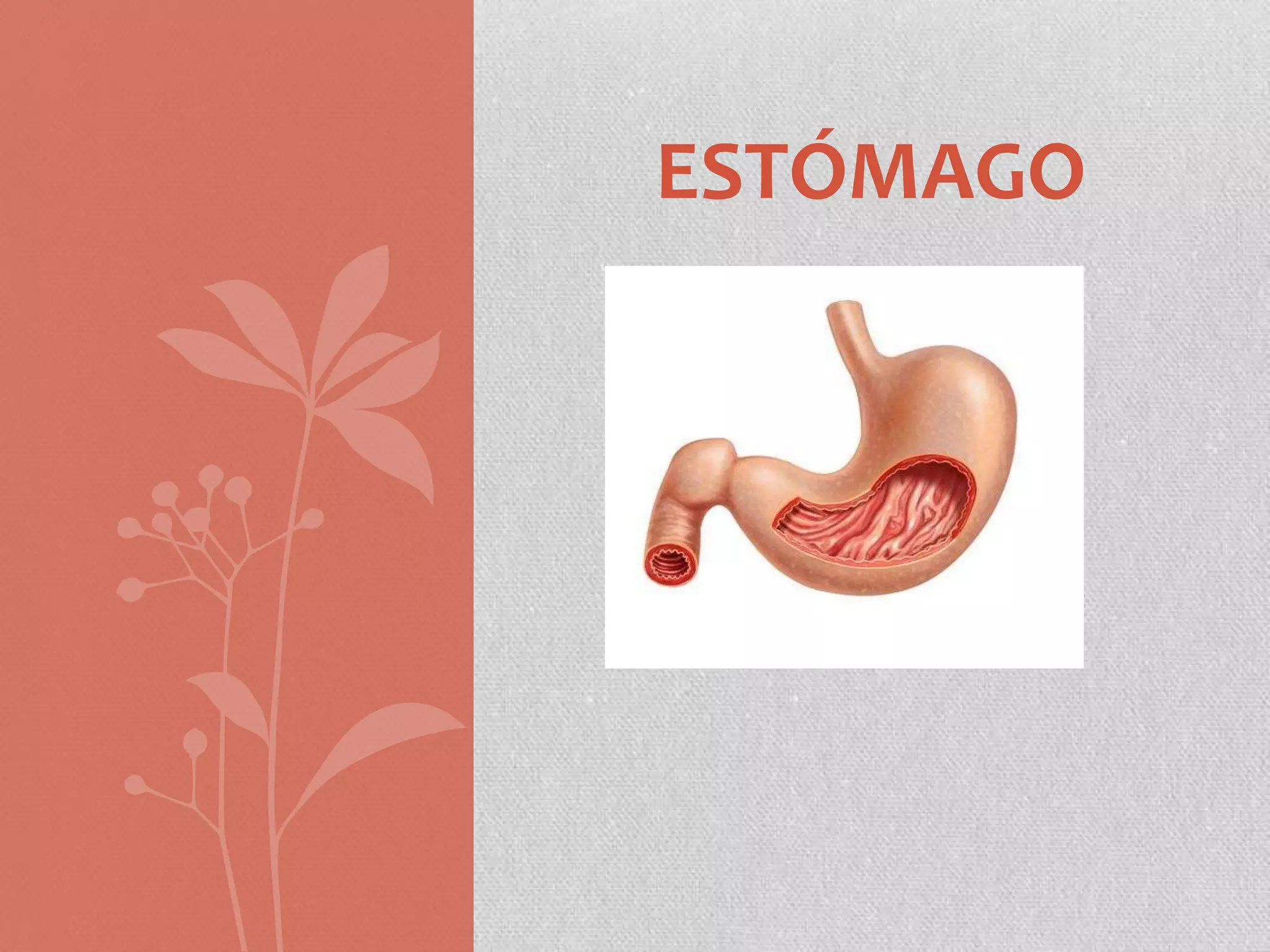 Anatomia del estómago | PPTX