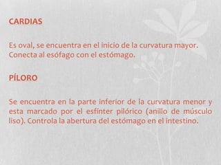 Anatomia del estómago | PPTX