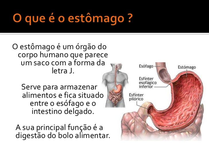 A digestão no estômago