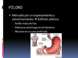 Estómago anato equipo 2 | PPTX