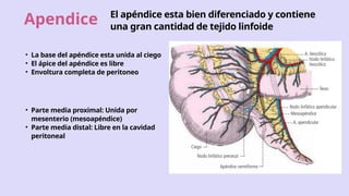 Anatomía del estomago, intestino grueso y bazo.pptx