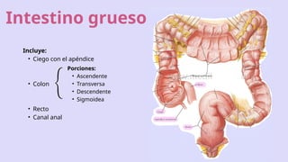 Anatomía del estomago, intestino grueso y bazo.pptx