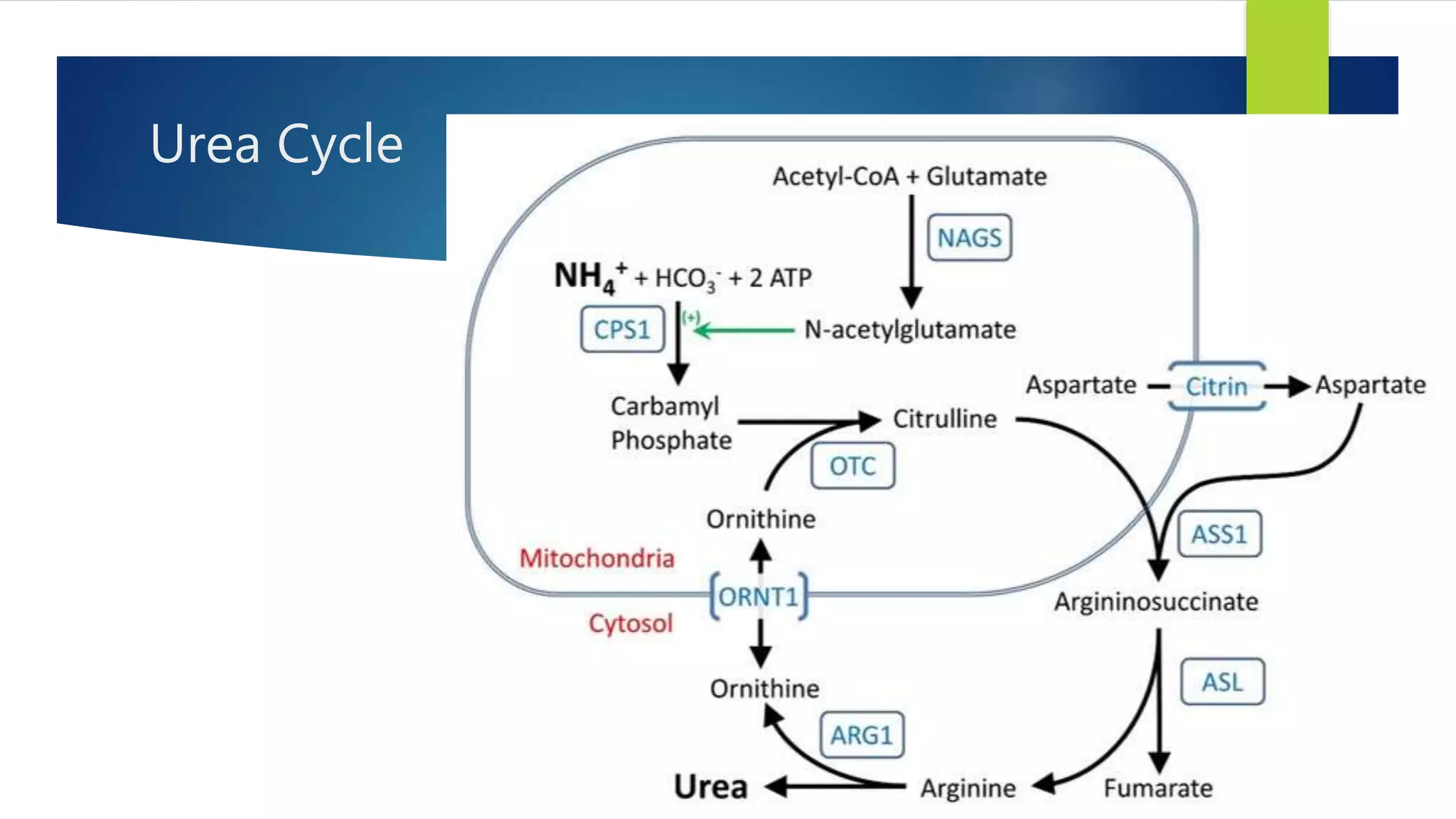 Estimation of Blood Urea Nitrogen by Dr. Tehmas | PPTX