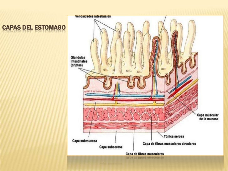 Estomago