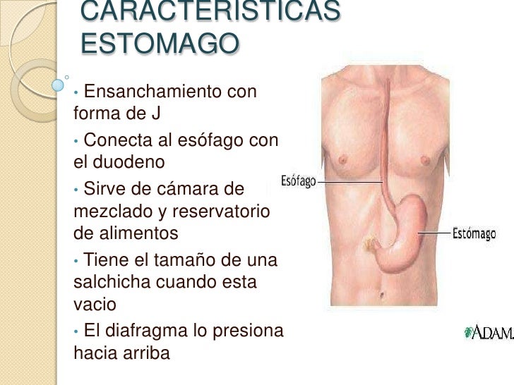 Estomago