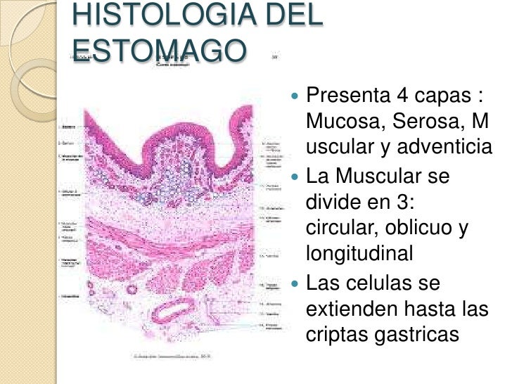 Estomago