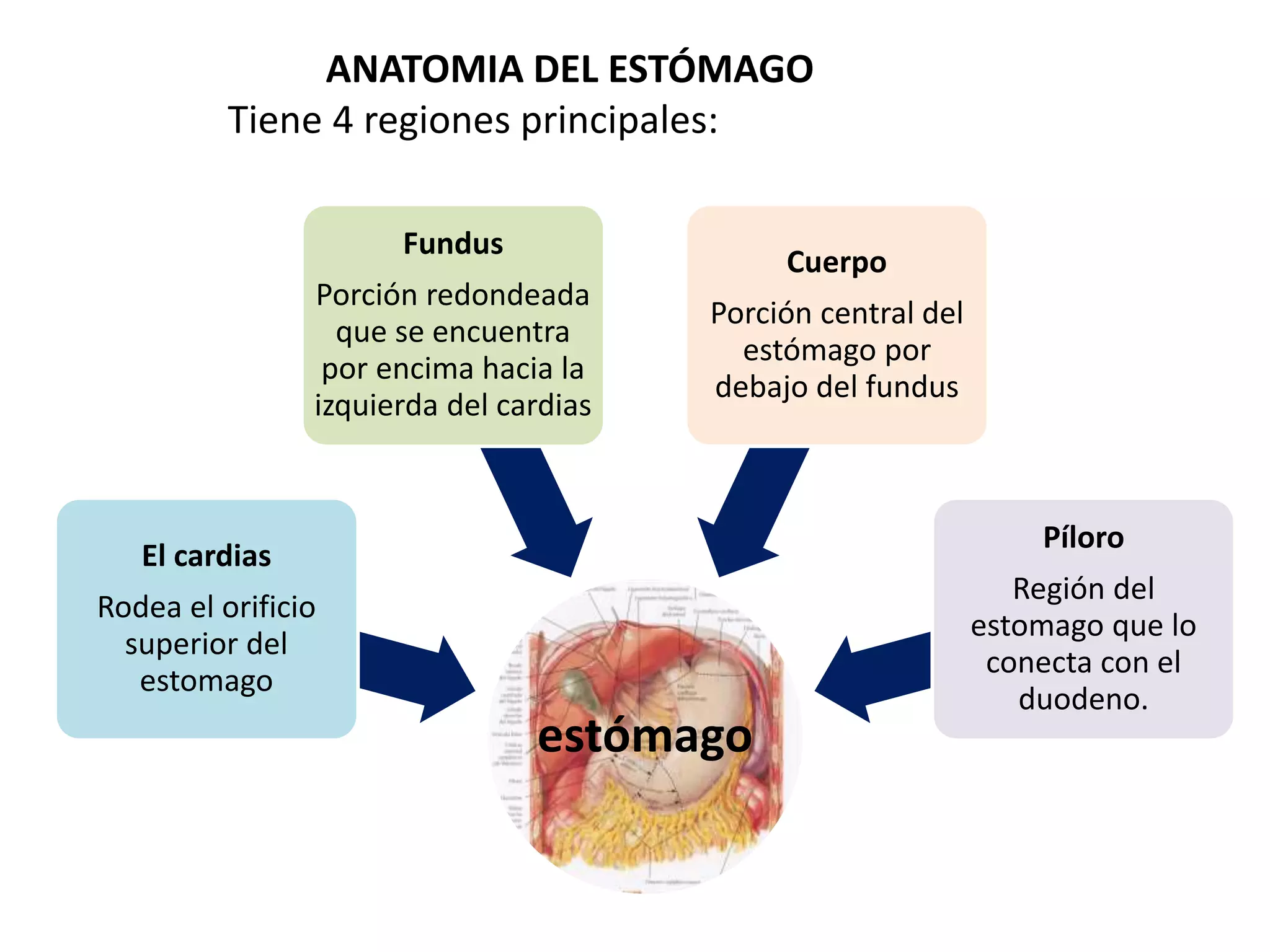 Estomago | PPTX