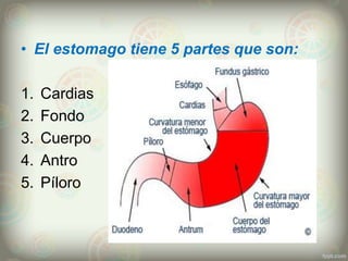 Estómago | PPTX