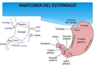 Estomago | PPTX