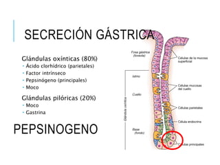 ESTOMAGO Y FISIOLOGÍA DE LAS GLANDULAS | PPTX