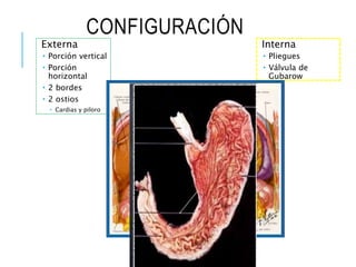 ESTOMAGO Y FISIOLOGÍA DE LAS GLANDULAS | PPTX