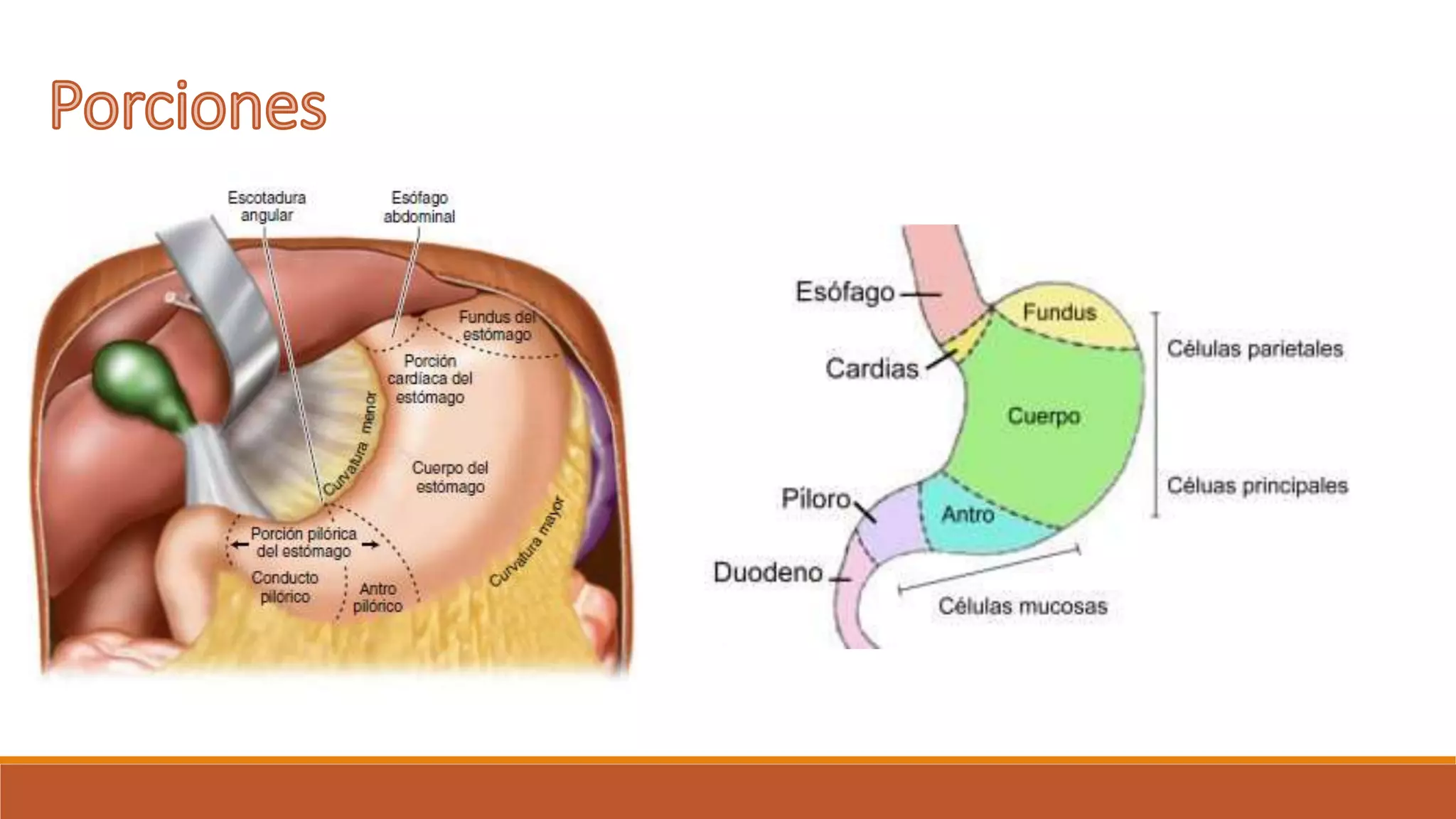 Estomago | PPT