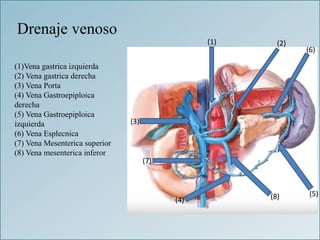Estomago Pptx