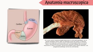 Exposición Anatomía patológica de ESTOMAGO | PDF
