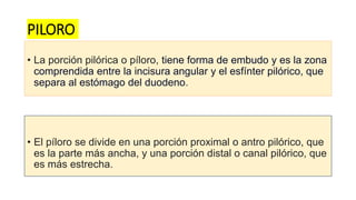 ESTOMAGO ANATOMIA APRENDISAJE 20244.pptx