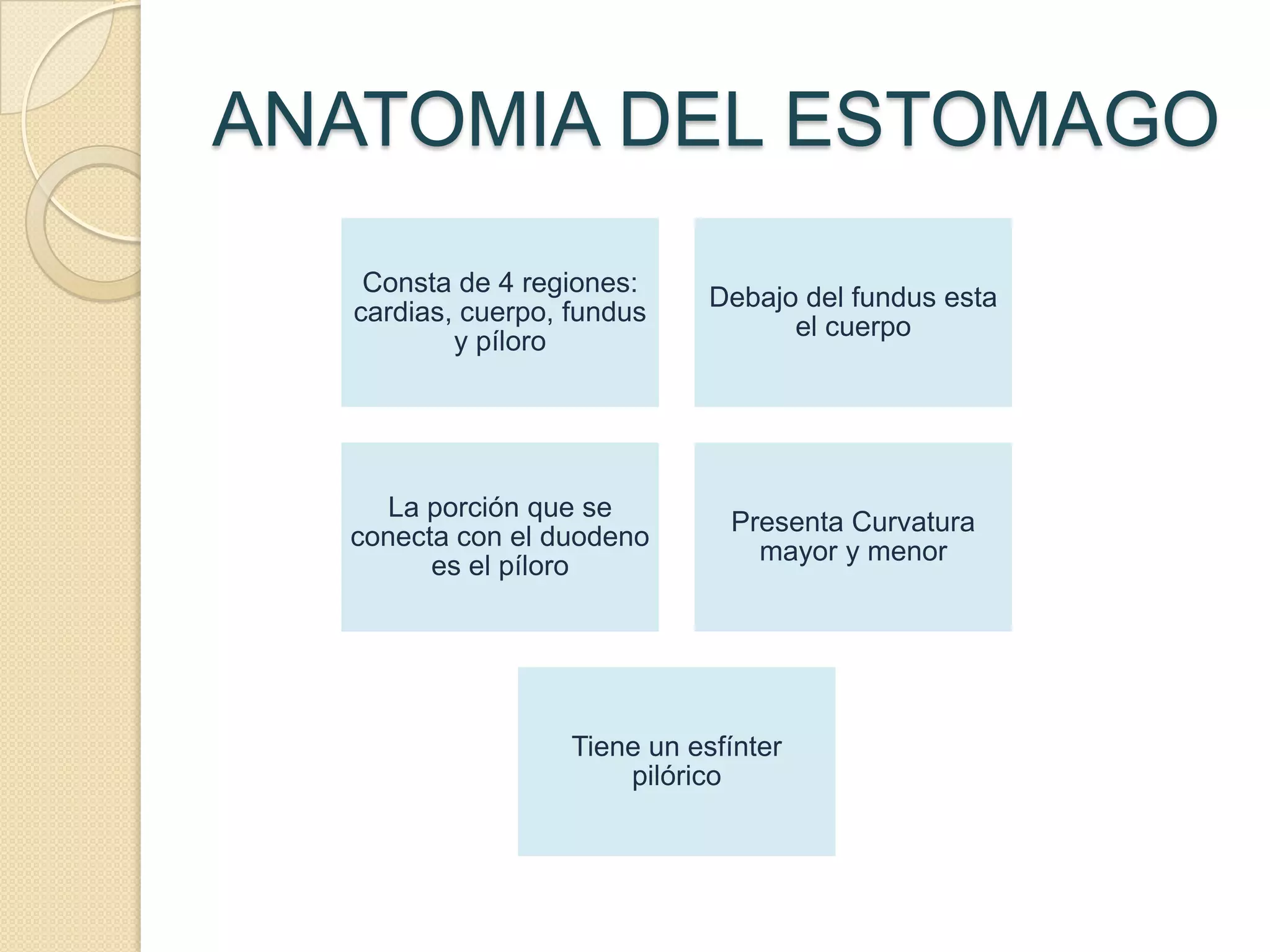Estomago-Aparato Digestivo | PPTX