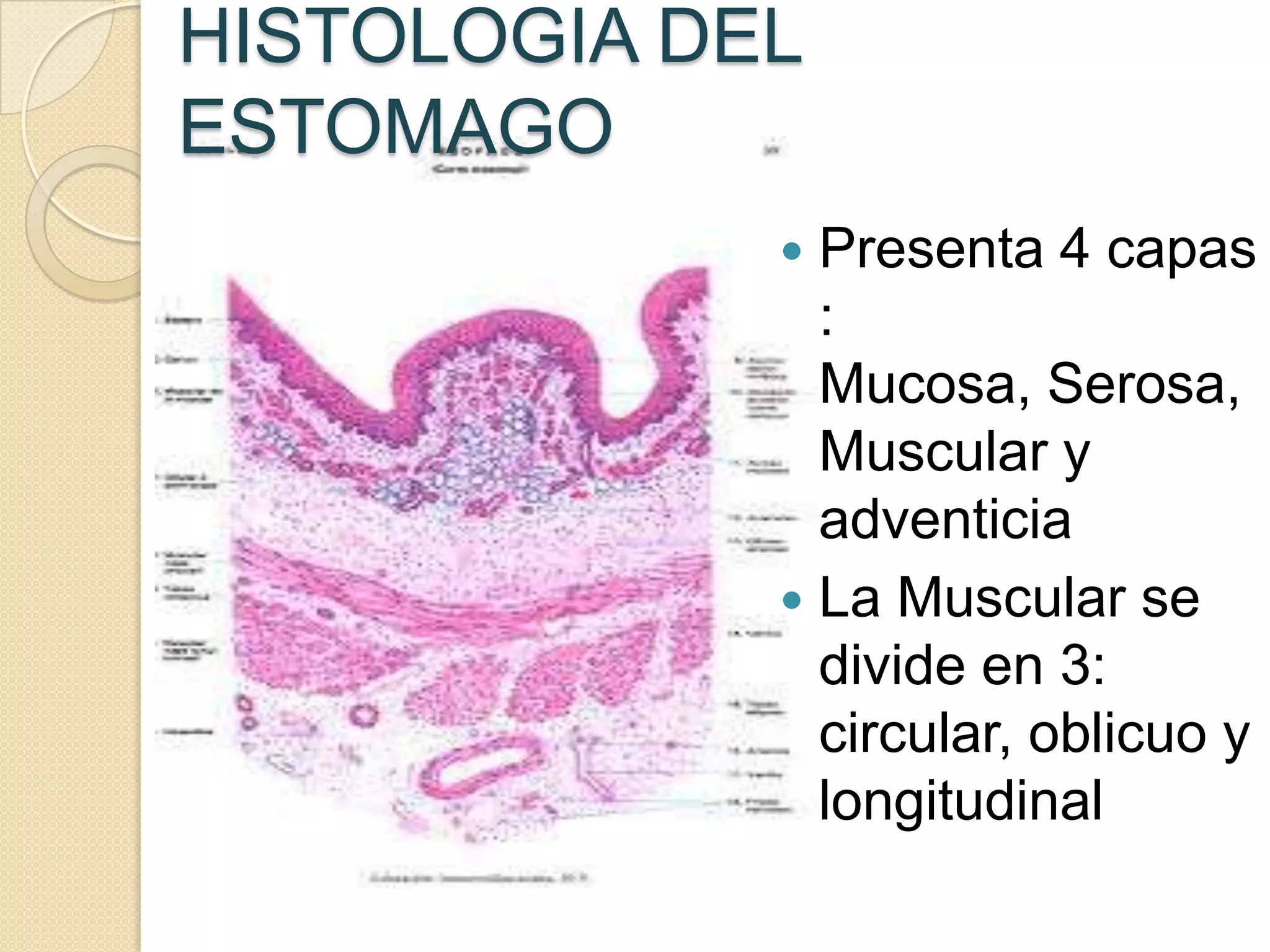 Estomago-Aparato Digestivo | PPTX