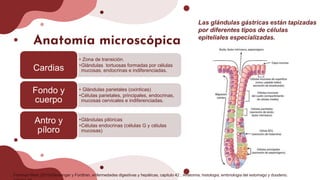 estomago anatomia.pptx
