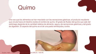 estomago anatomia.pptx