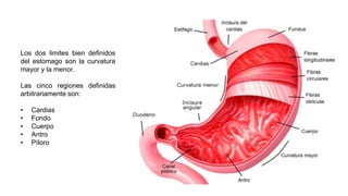 Estomago Anatomia.pptx