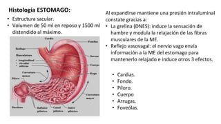 Histoembriologia del estomago | PPTX