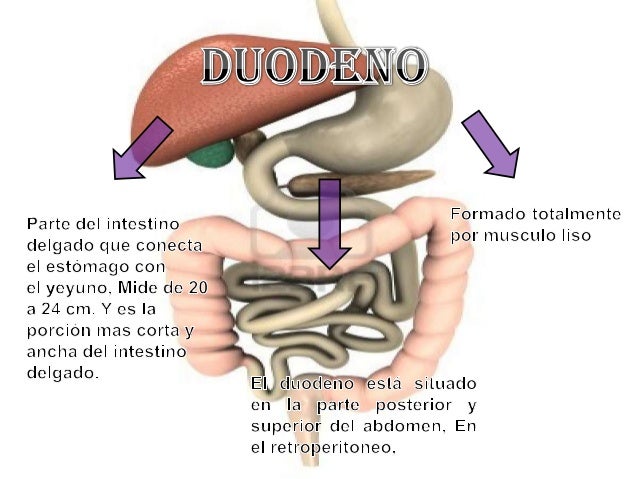 Estomago Esofago Duodeno