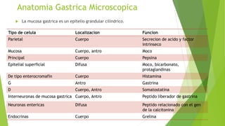 anatomia de estoma cirugia de sabisnton 19 ed | PPTX